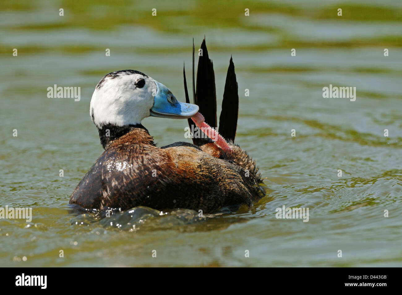 White-headed Duck (Oxyura leucocephala) male on water, biting penis ...