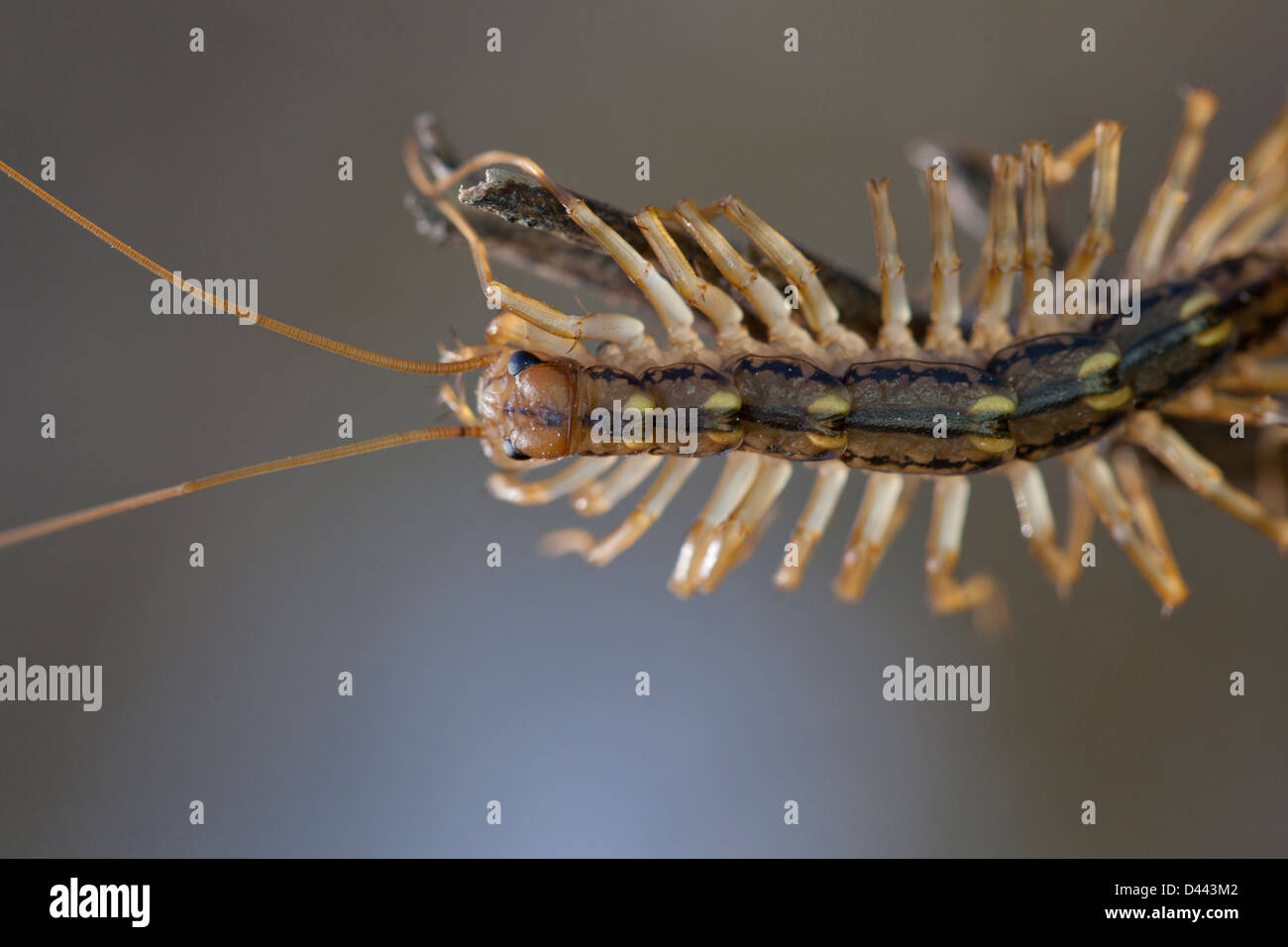 House centipede. Scutigera coleoptrata Stock Photo - Alamy