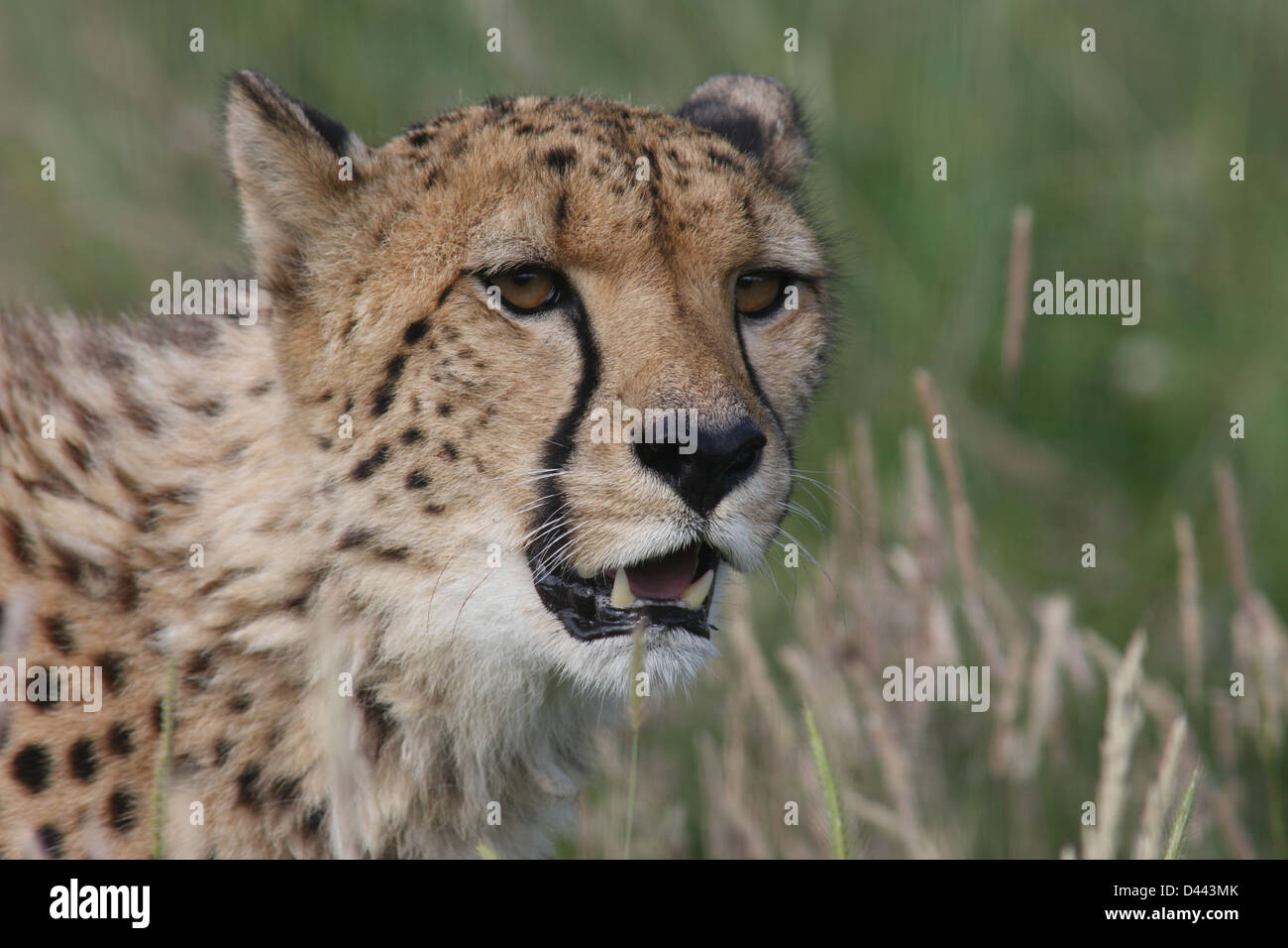Impala pets hi-res stock photography and images - Alamy