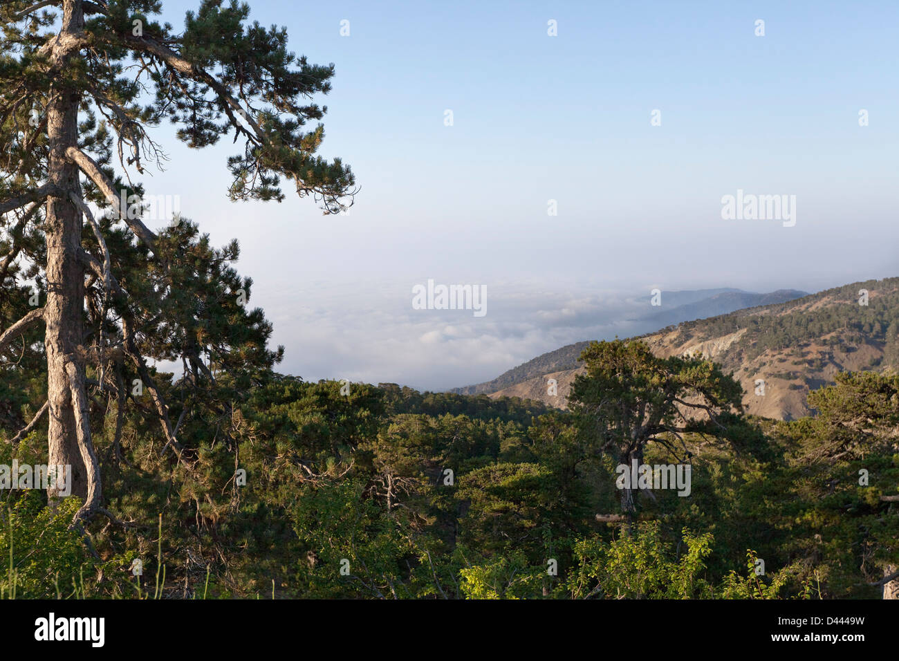 Skyline tree hi-res stock photography and images - Alamy
