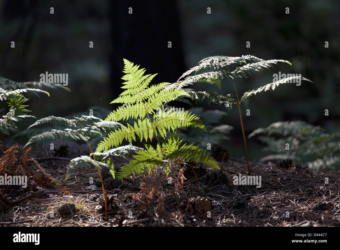 Bright sunlit mountains hi-res stock photography and images - Alamy