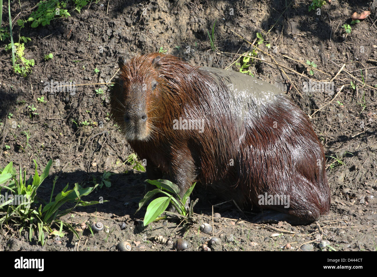 Capybara s hi-res stock photography and images - Alamy