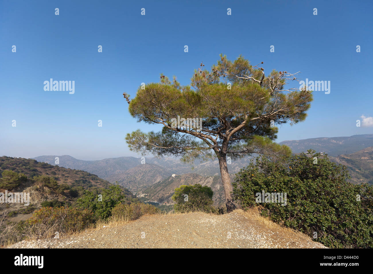 Skyline tree hi-res stock photography and images - Alamy