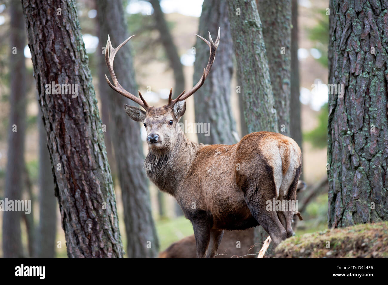 Red stag hi-res stock photography and images - Alamy