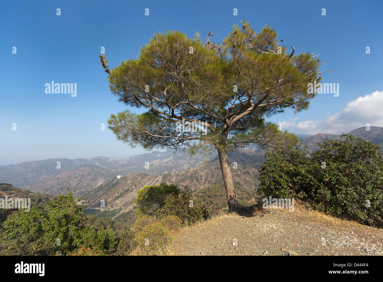 Skyline tree hi-res stock photography and images - Alamy