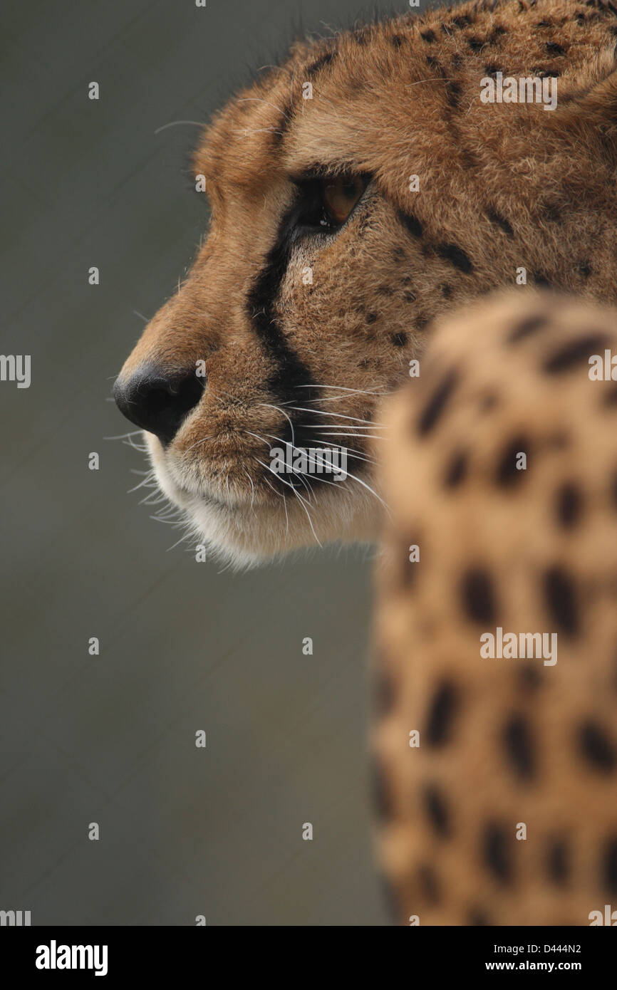 Impala pets hi-res stock photography and images - Alamy