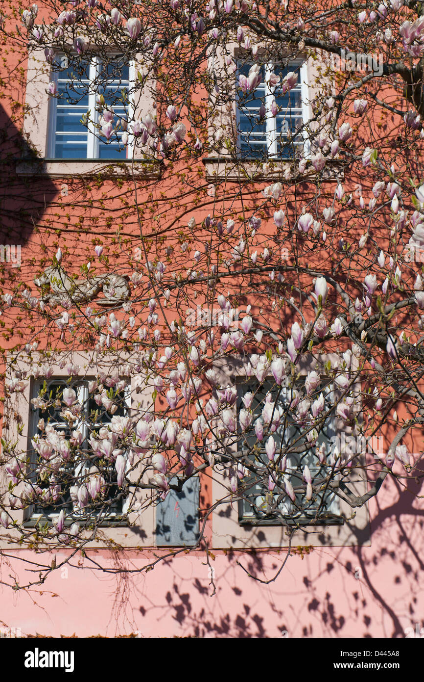 Magnolia blossom at Strahov Monastery, Prague Stock Photo - Alamy