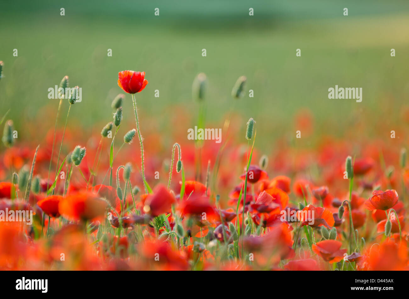 early spring poppy flowers against blurred background selective focus ...