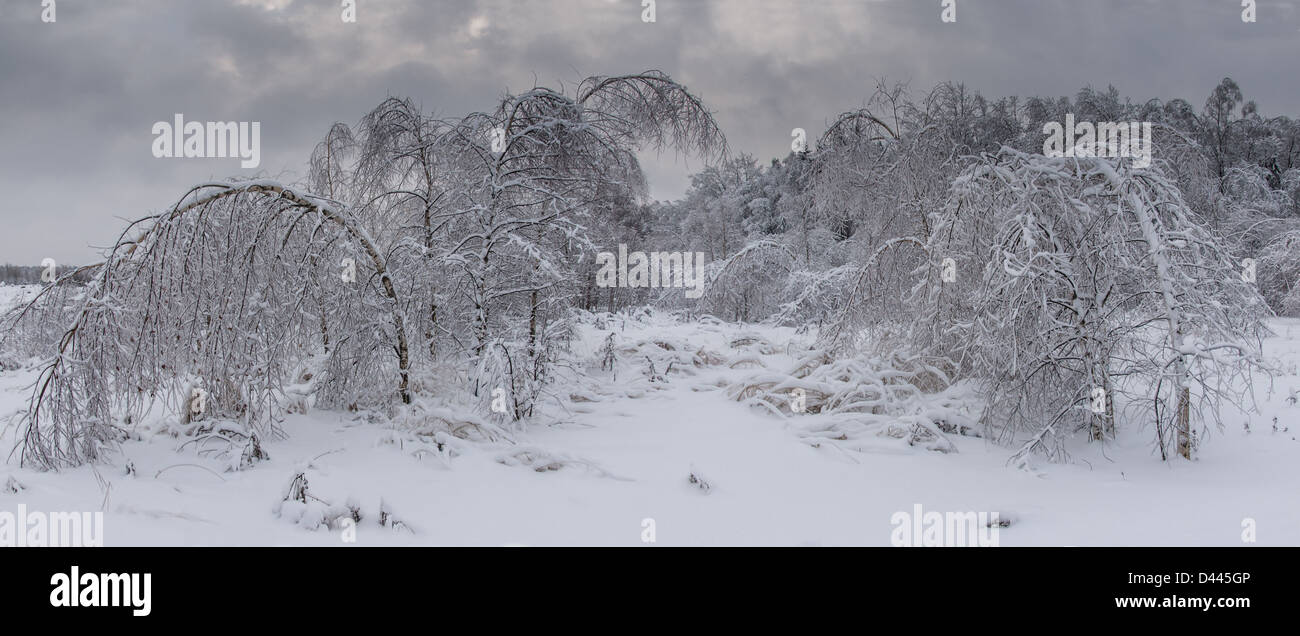trees bent with heavy snow Stock Photo - Alamy