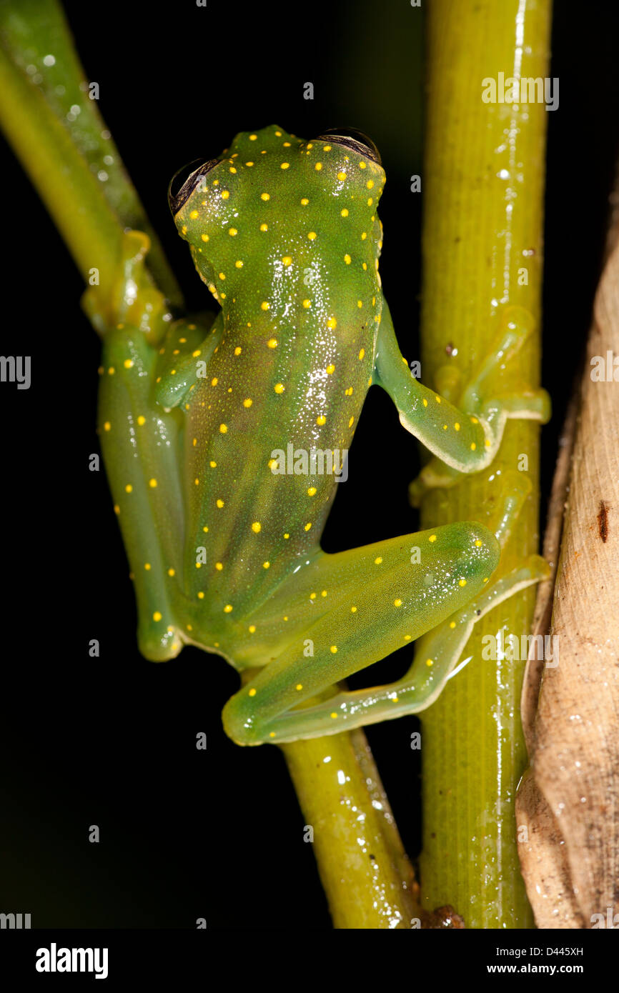 White-spotted Glass Frog, Cochranella albomaculata, in Burbayar nature ...