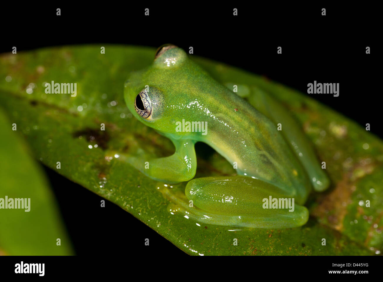 Spiny Cochran Frog, Teratohyla spinosa, in Burbayar Nature Reserve ...