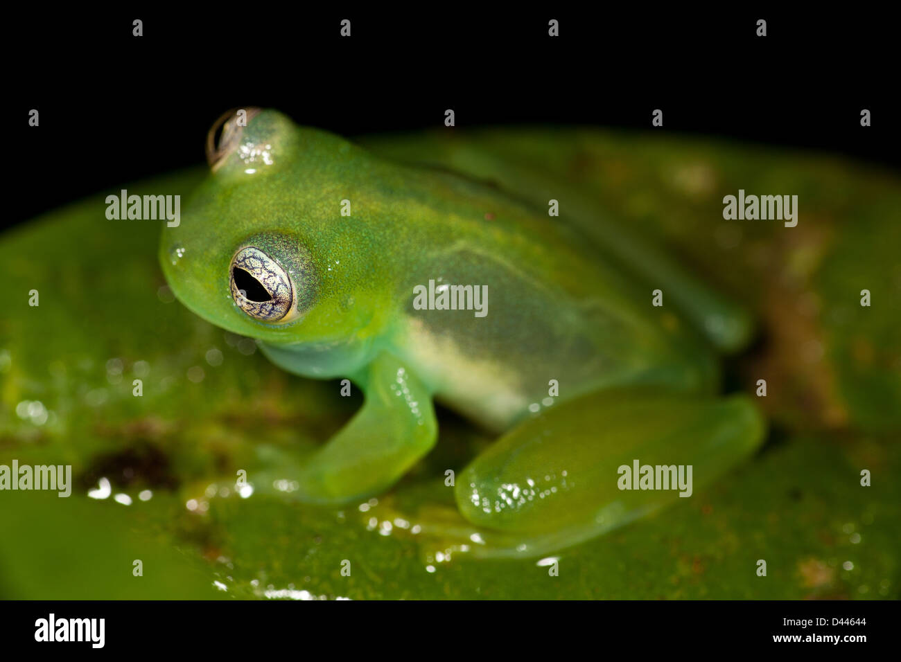 Spiny Cochran Frog, Teratohyla spinosa, in Burbayar Nature Reserve ...