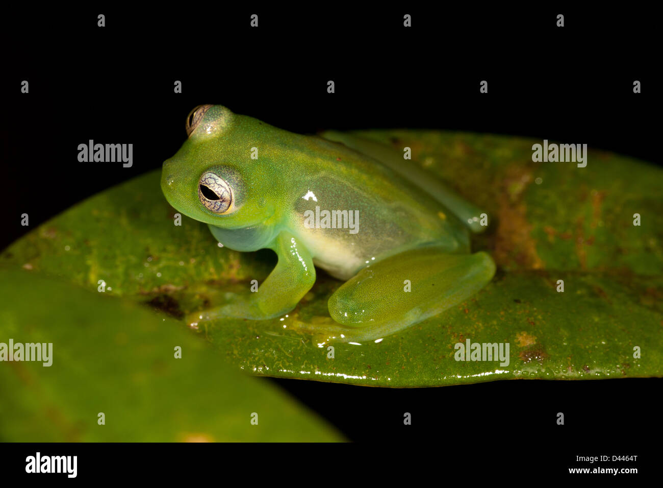 Spiny Cochran Frog, Teratohyla spinosa, in Burbayar Nature Reserve ...