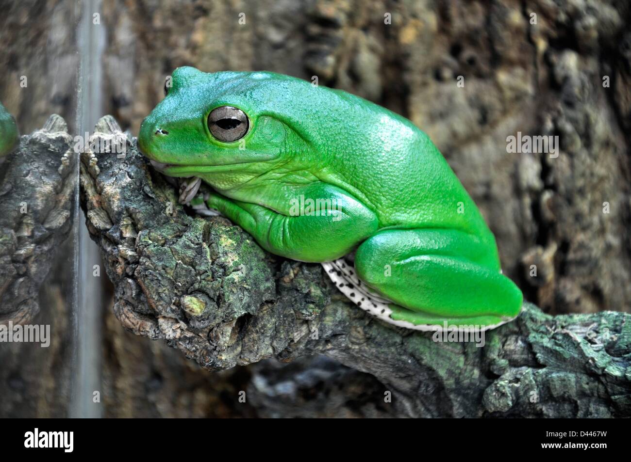 A Rhacophorus nigropalmatus (commonly known as "Wallace's flying frog ...
