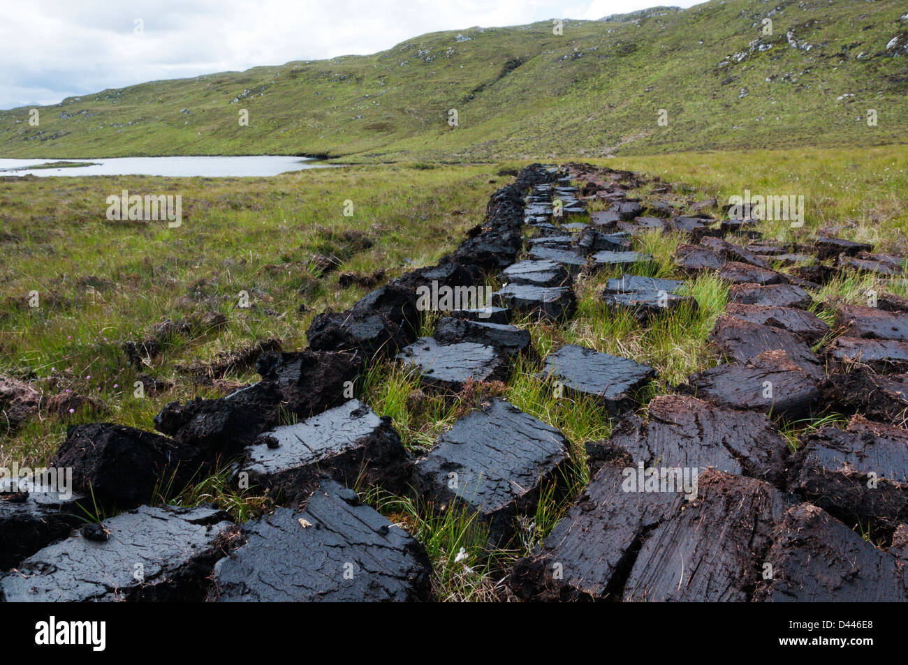 Freshly cut peat turves laid out on moorland to dry in west Lewis ...