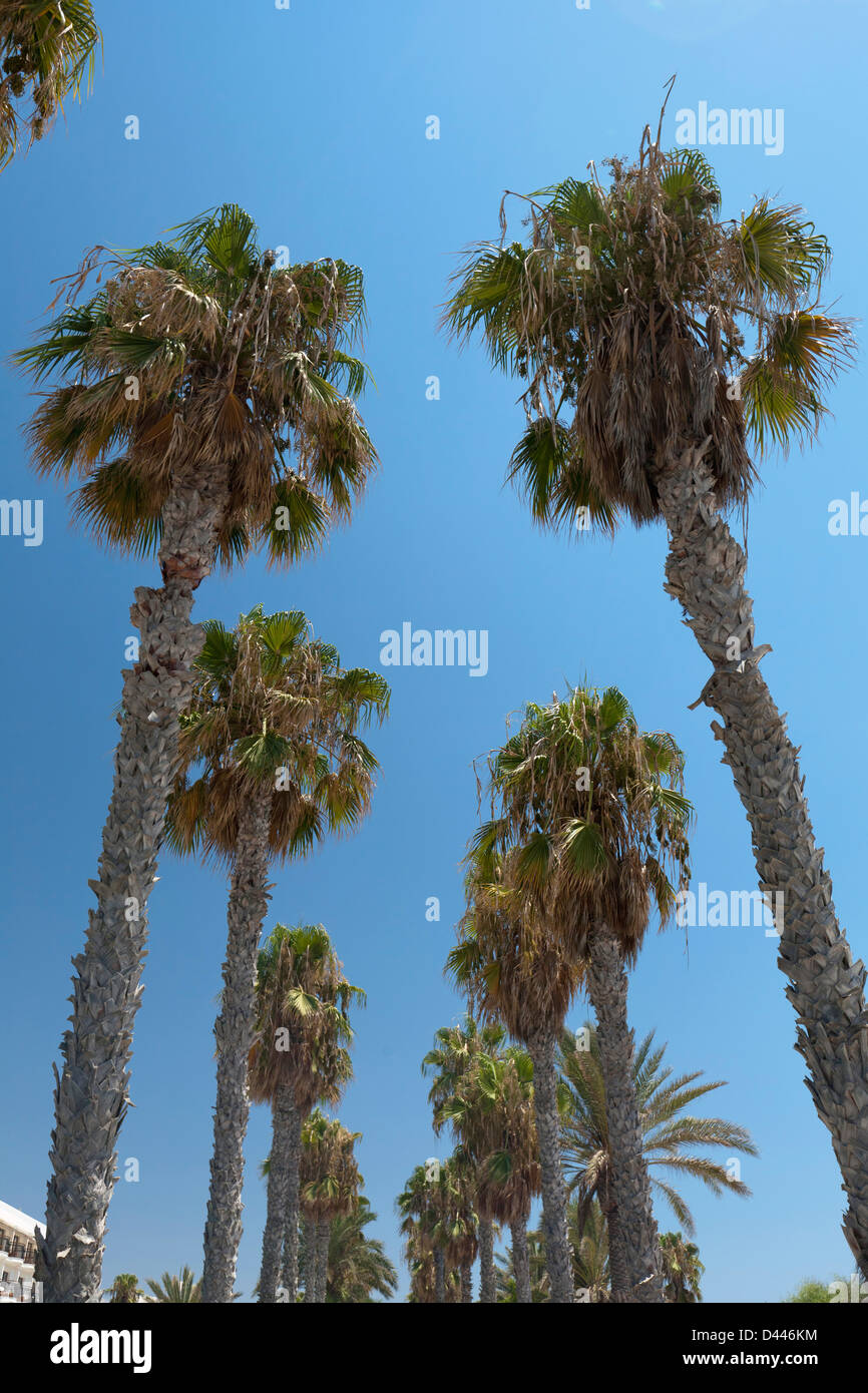 Cyprus lined hi-res stock photography and images - Alamy