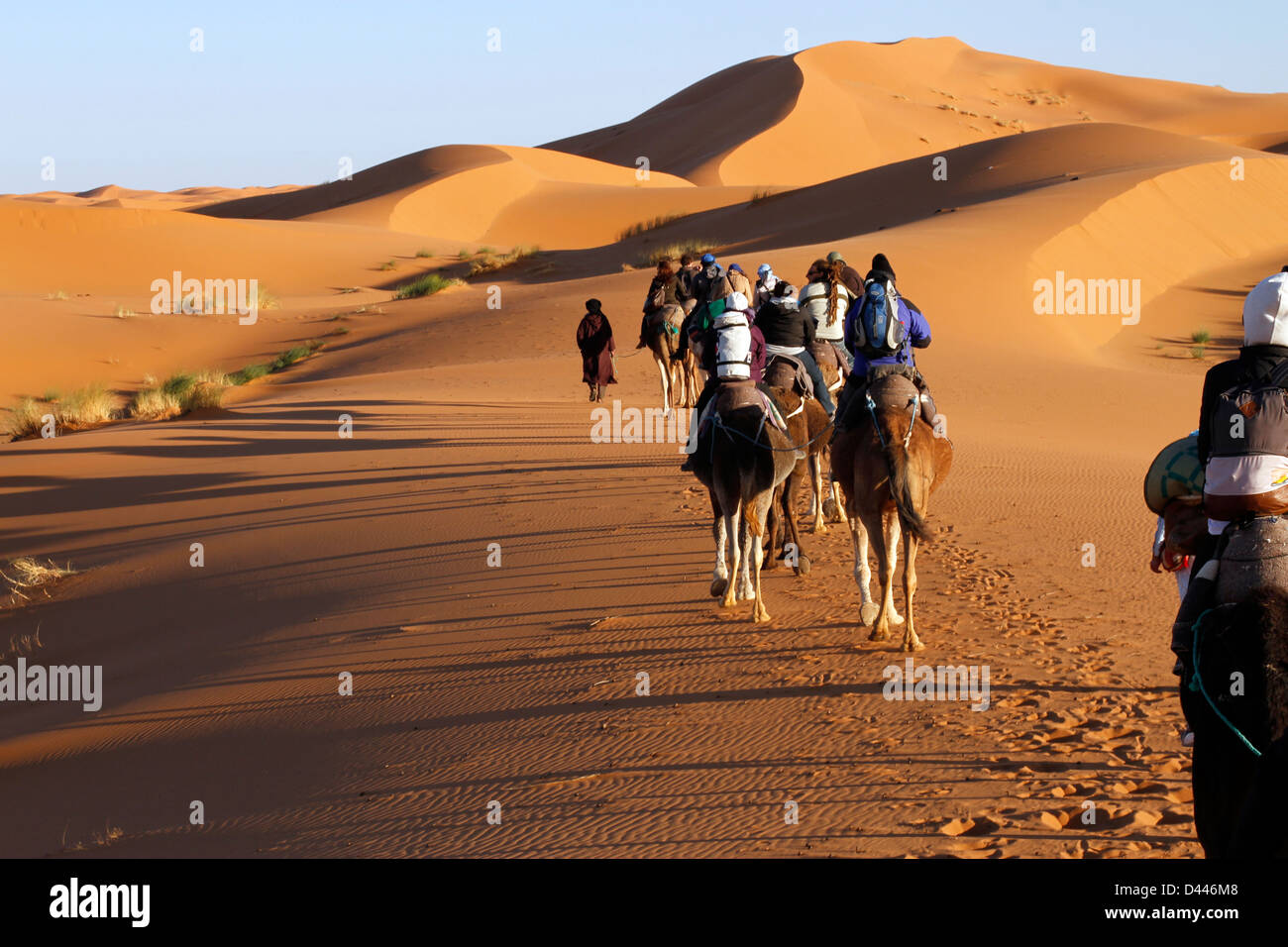 Sahara desert camel hi-res stock photography and images - Alamy