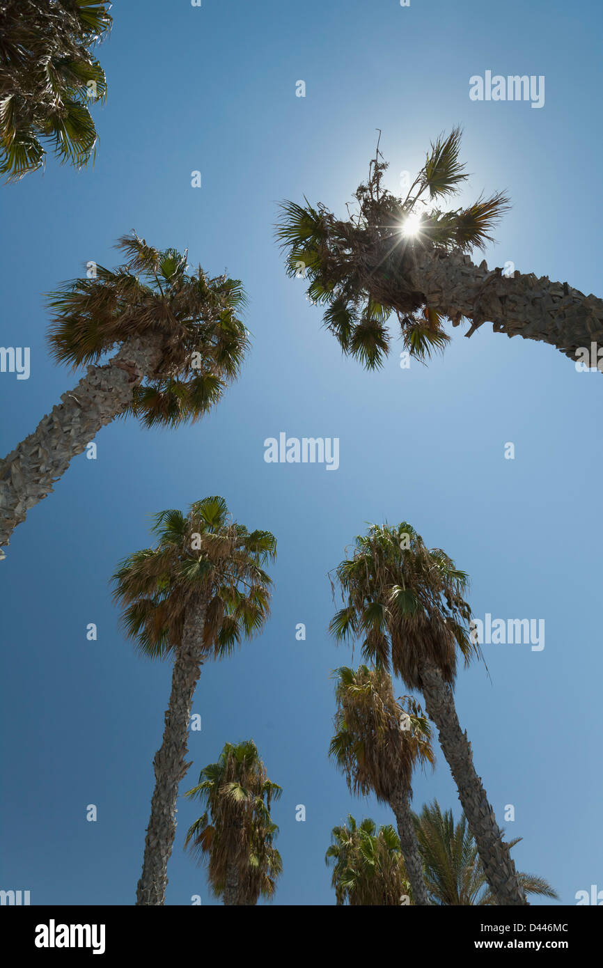 Palm trees at Paphos, Cyprus Stock Photo - Alamy