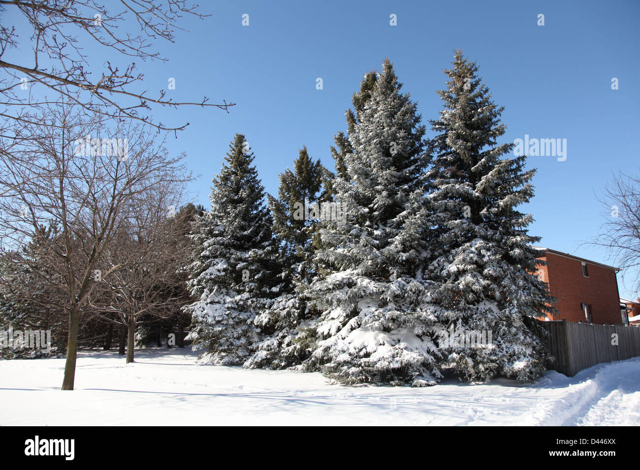 House behind tree hi-res stock photography and images - Alamy