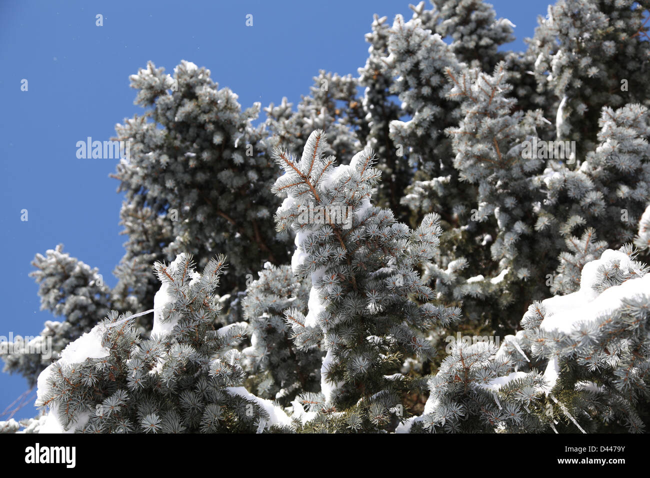 Blue pine tree hi-res stock photography and images - Alamy