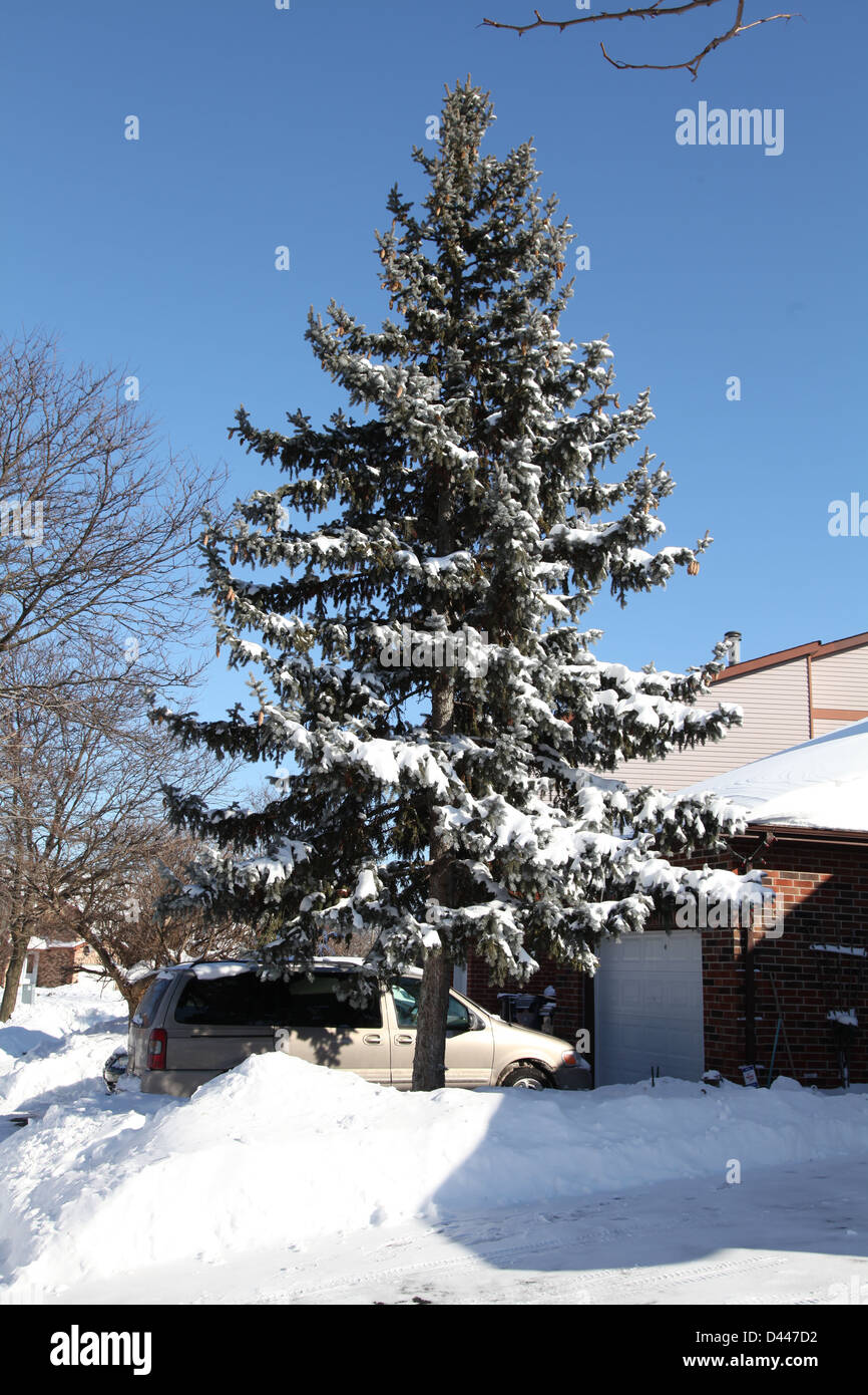 House pine hi-res stock photography and images - Alamy