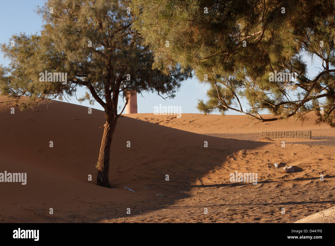 Trees in the Sahara Desert Stock Photo - Alamy