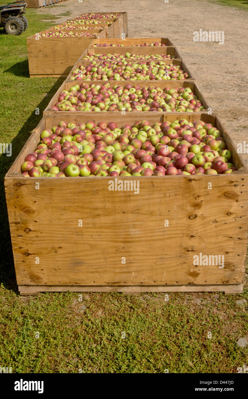 Apples in production hi-res stock photography and images - Alamy