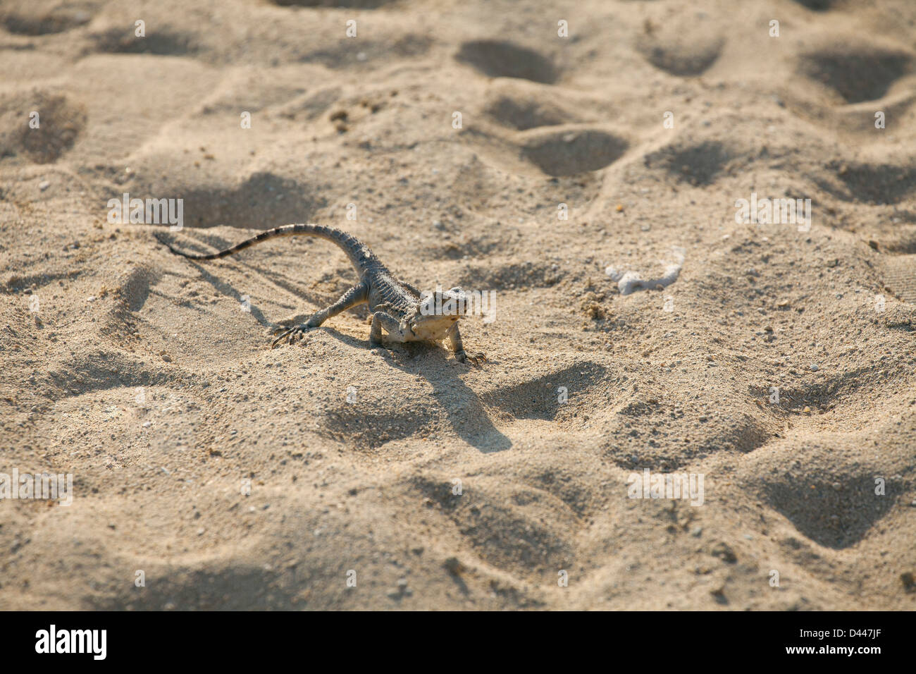 Lizard on sandy beach, Cyprus Stock Photo - Alamy