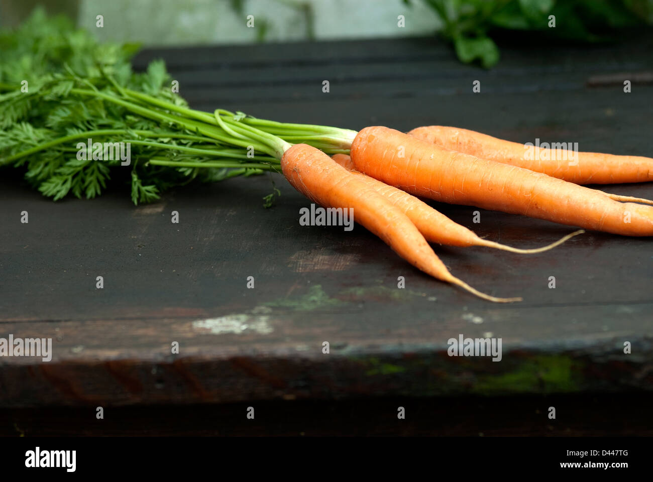 Green leafy carrot tops hi-res stock photography and images - Alamy