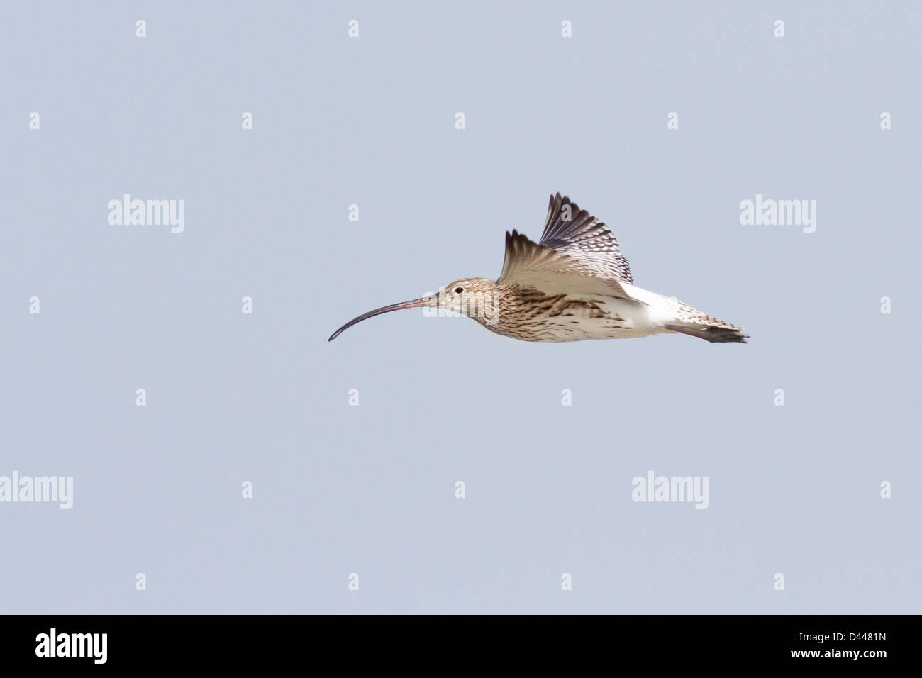 Curlew flight in profile hi-res stock photography and images - Alamy