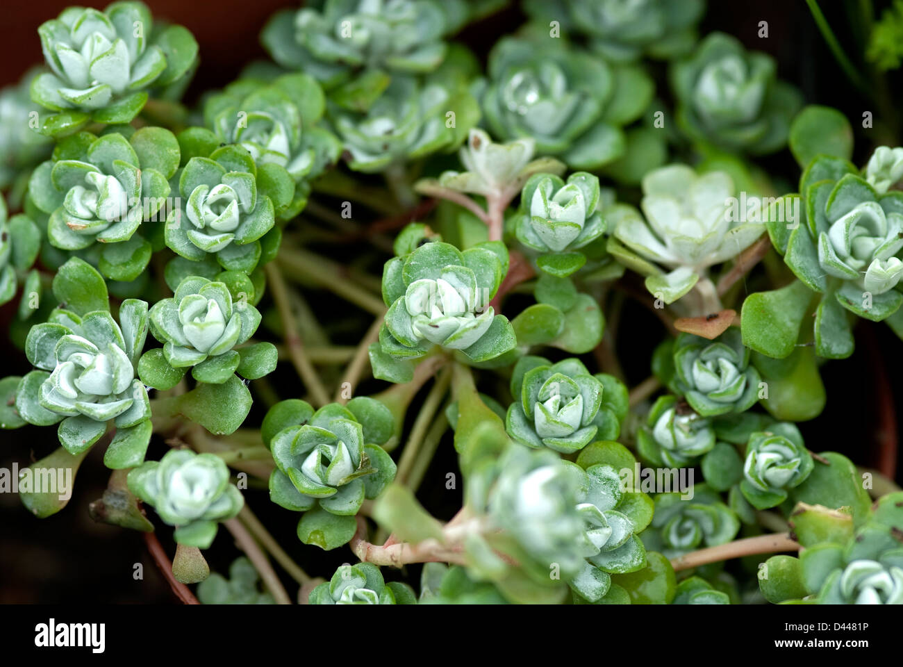 Ground cover sedum hi-res stock photography and images - Alamy