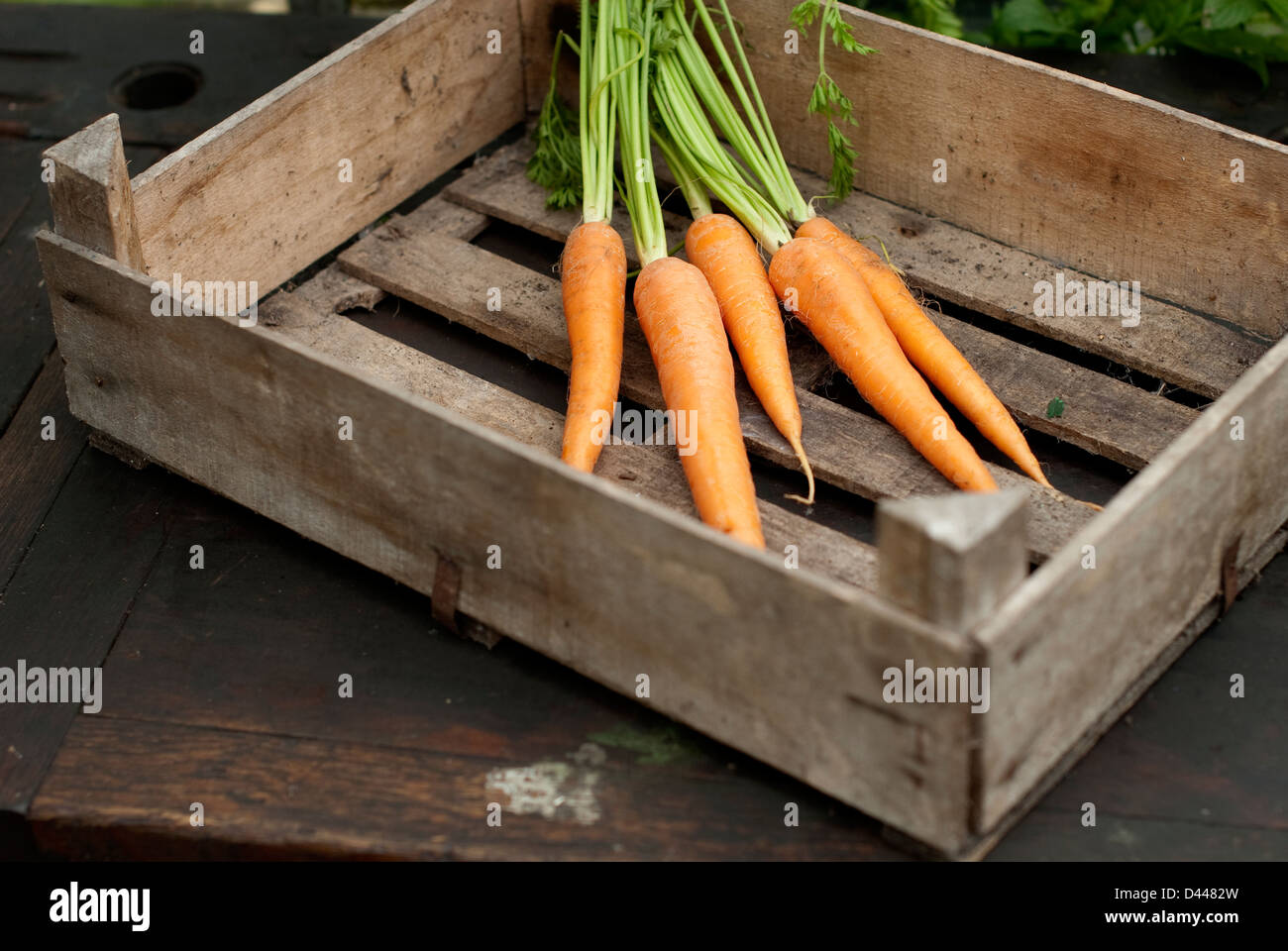 Carrots shoots vegetable hi-res stock photography and images - Alamy