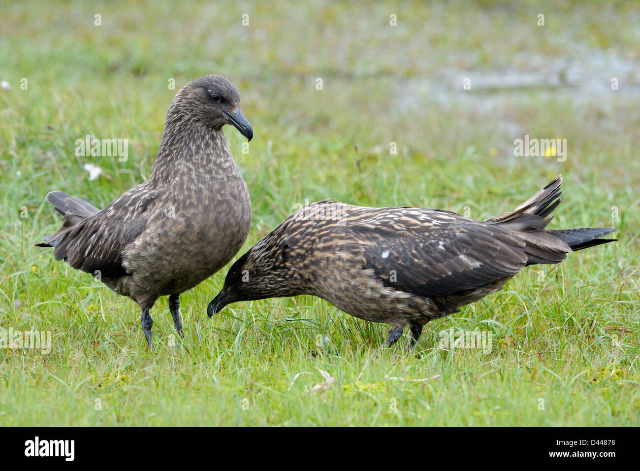Courtship of two Arctic Skua Stock Photo - Alamy