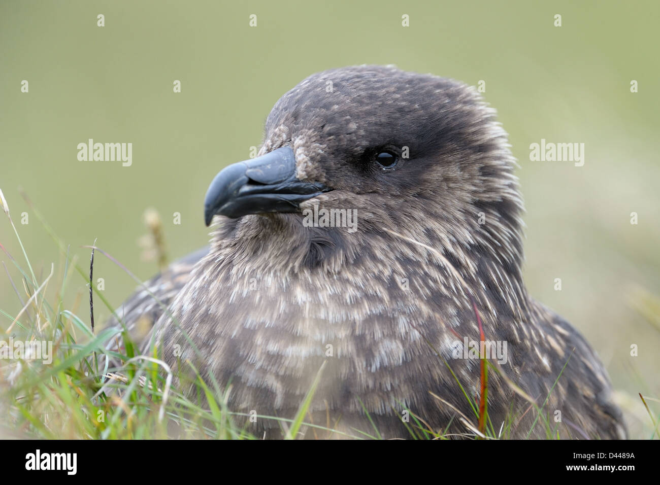 Portrait of an Arctic Skua Stock Photo - Alamy