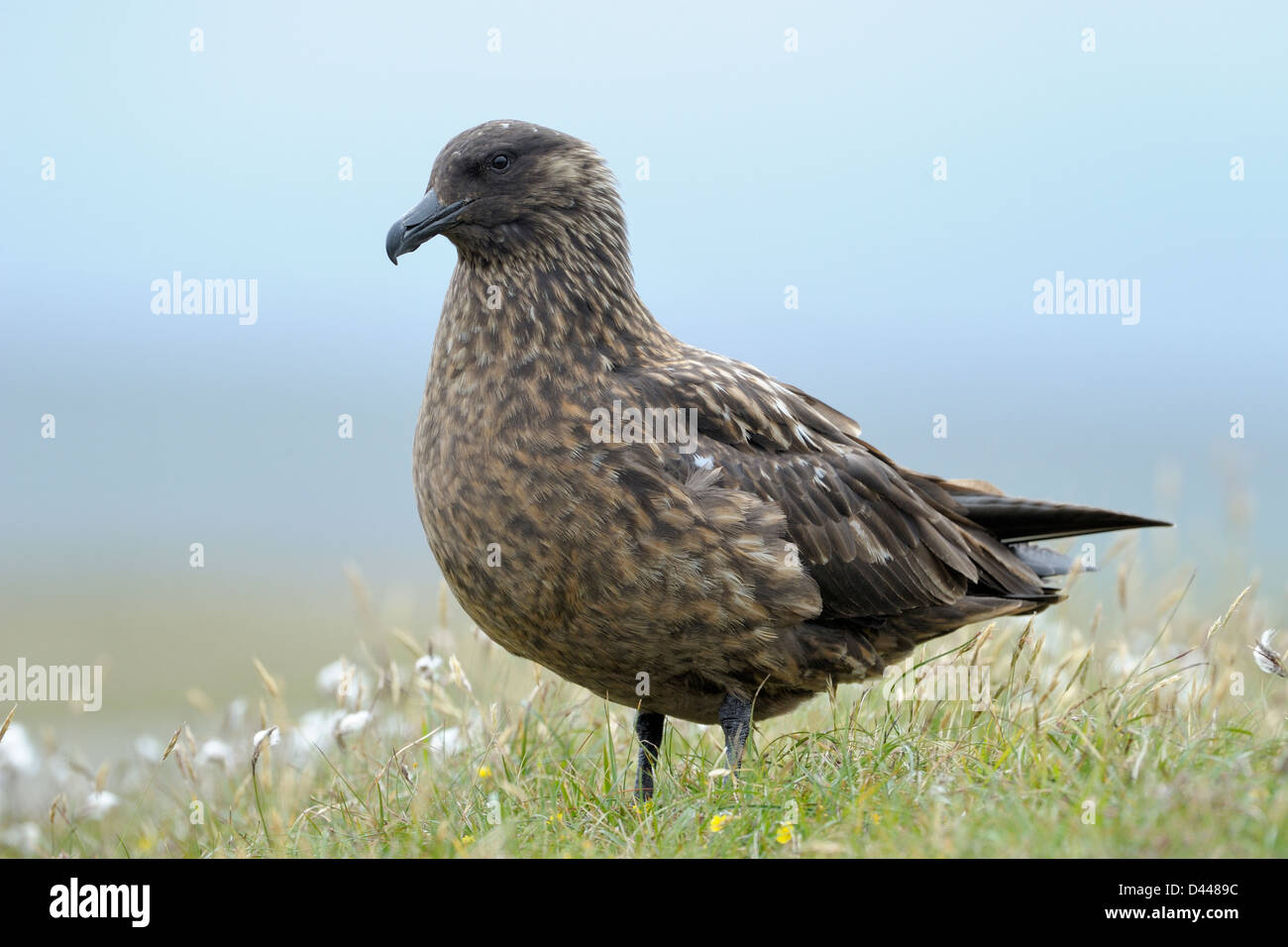 Portrait of an Arctic Skua standing in Cotton grass Stock Photo - Alamy