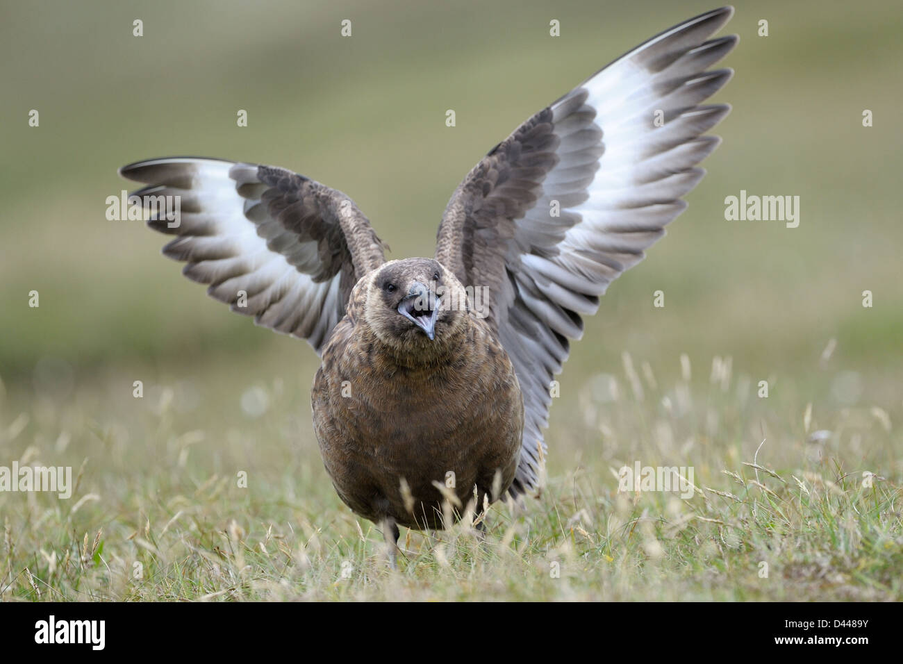 Arctic Skua displaying to other Skua Stock Photo - Alamy