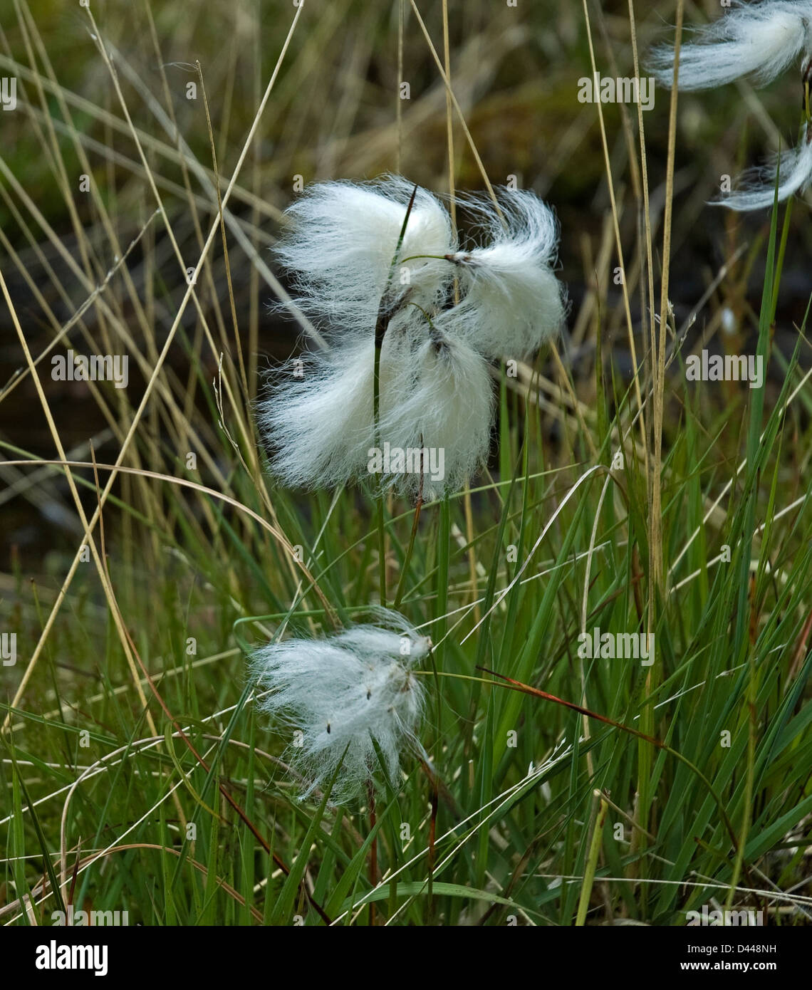 Wild Cotton Flowers, Connemara, Co Galway, Ireland Stock Photo - Alamy
