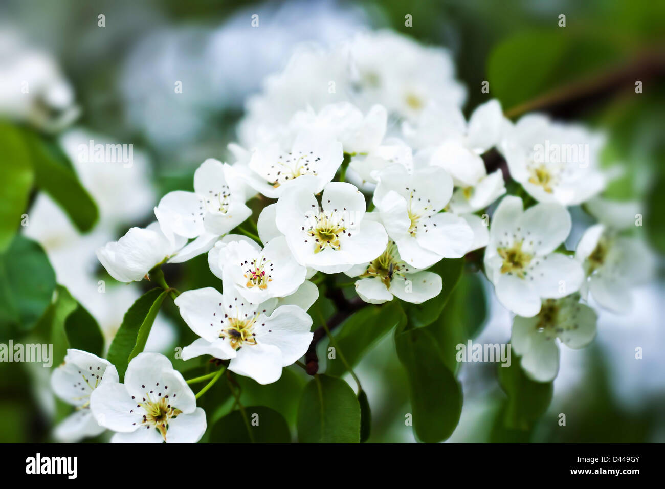 Beautiful white flowers in close up Stock Photo - Alamy