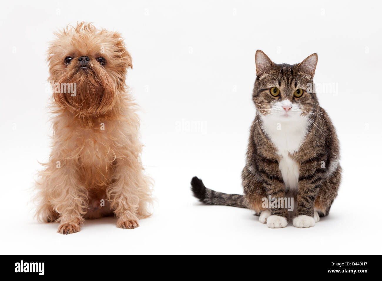Cat and the dog breed Bruxellios Griffon on a white background Stock ...