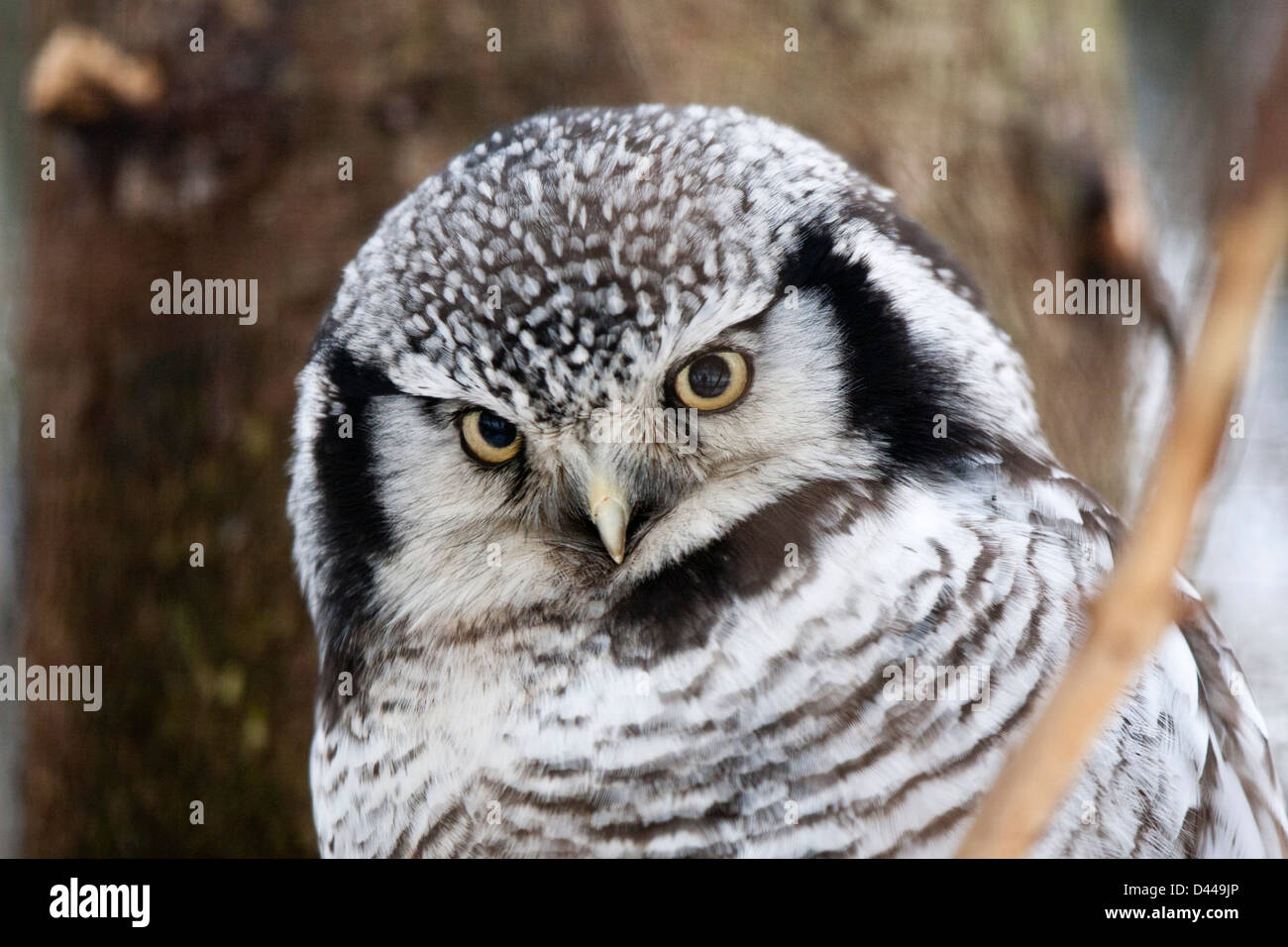 A hawk owl Stock Photo - Alamy