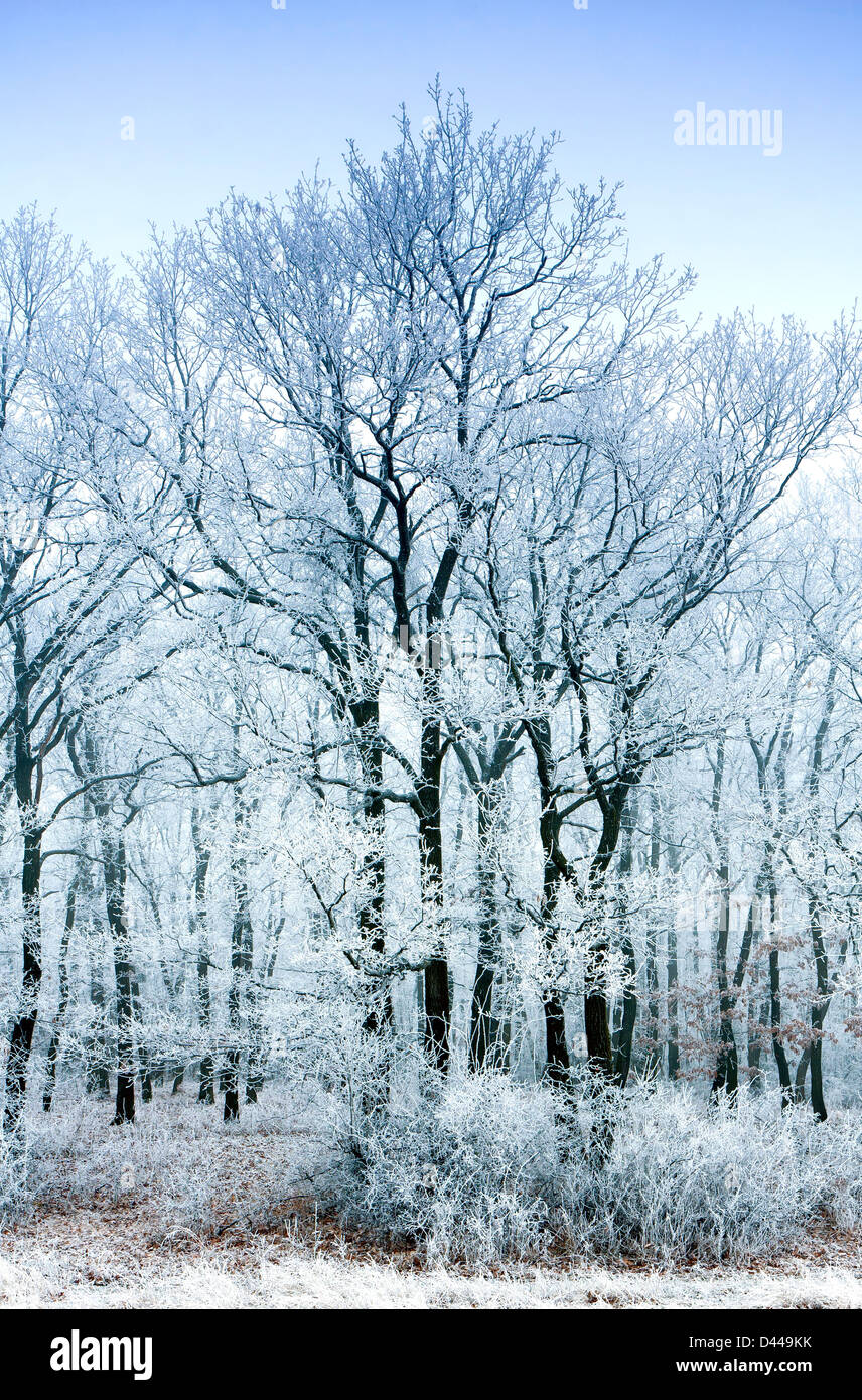 Frozen forest on a very cold day Stock Photo - Alamy