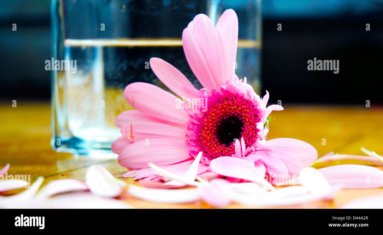 pink flower with square vase Stock Photo - Alamy