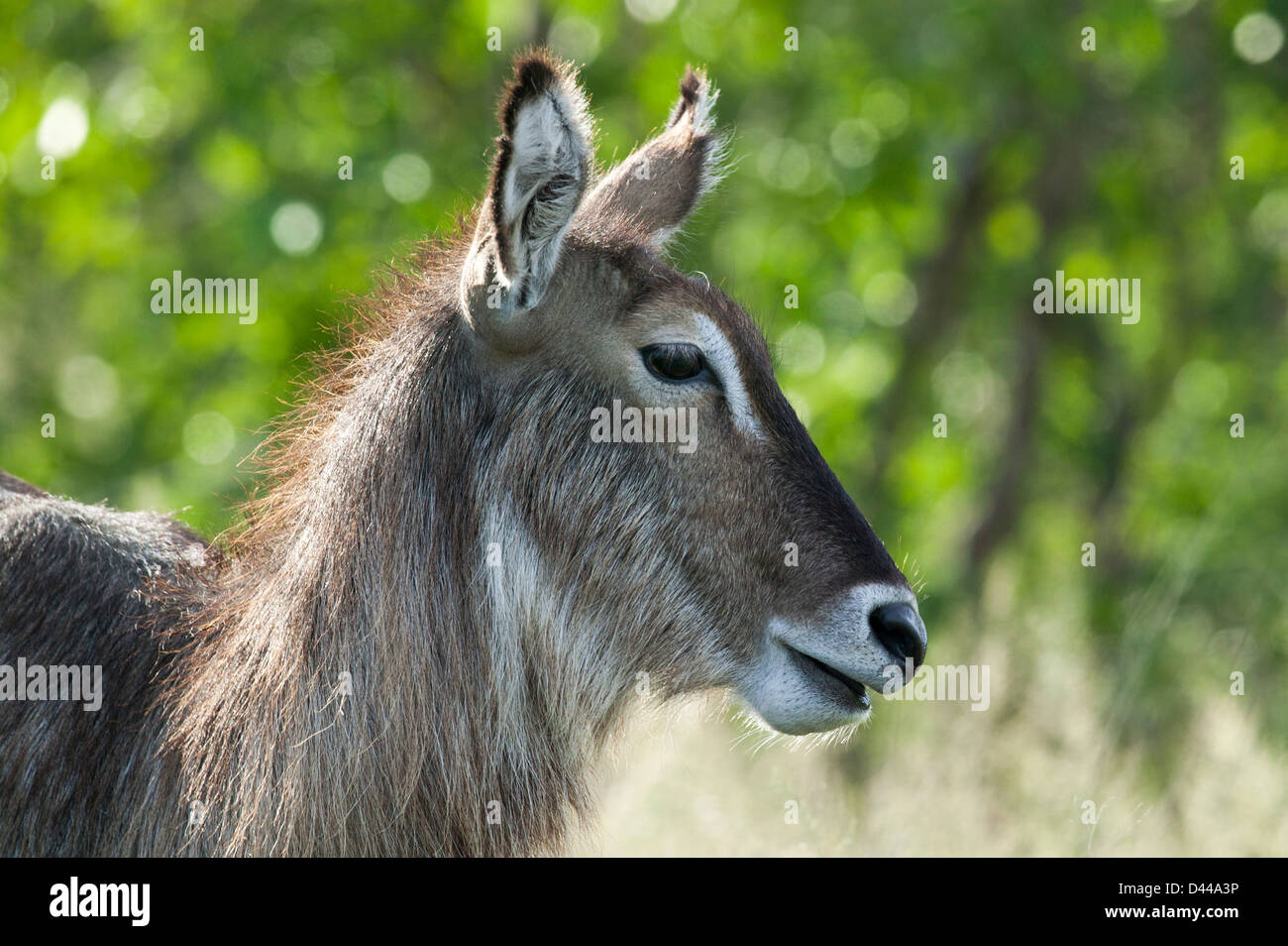 Young Waterbuck (Kobus ellipsiprymnus) close up head shot portrait ...