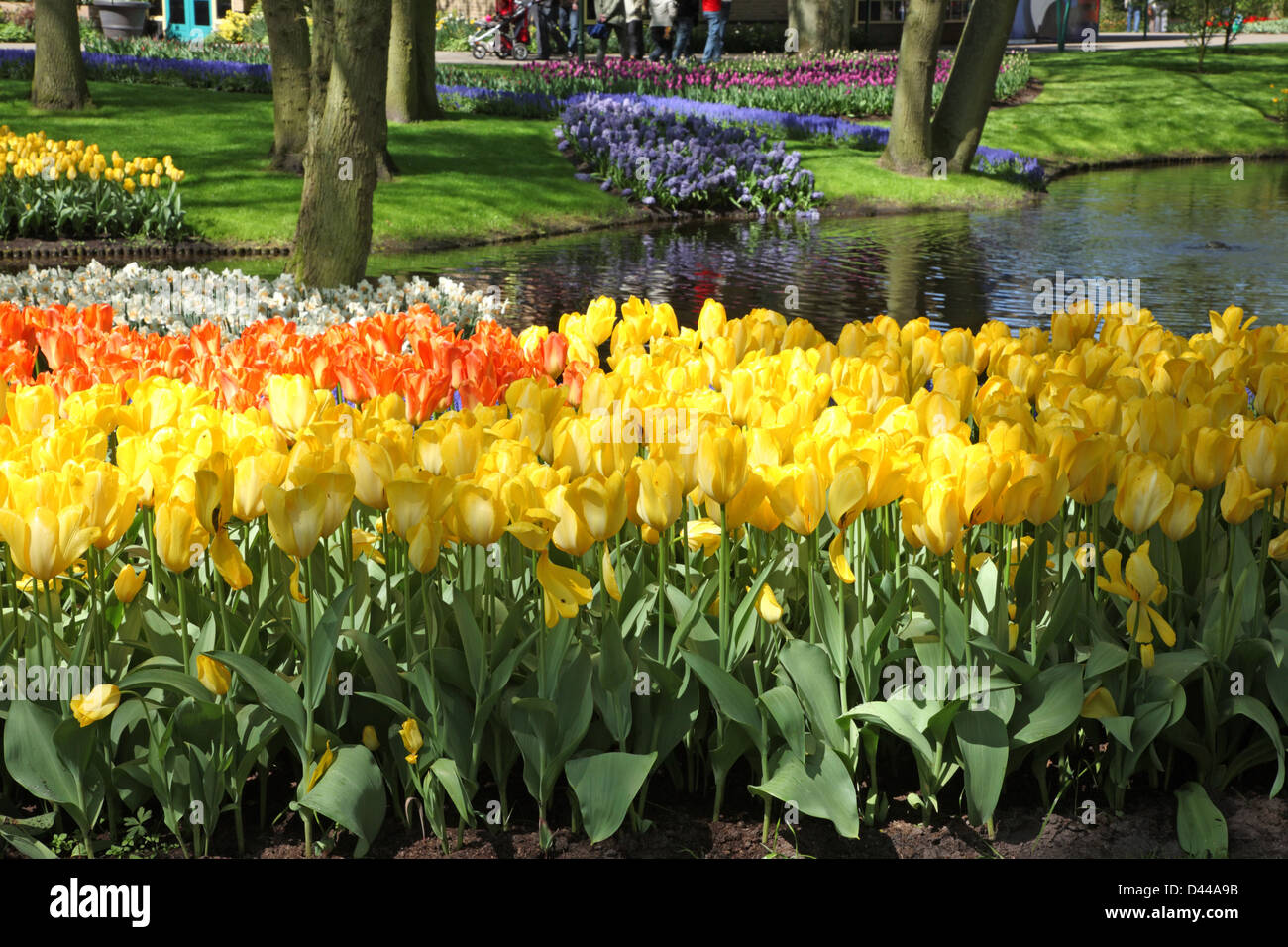 Amsterdam keukenhof gardens tulips hi-res stock photography and images ...