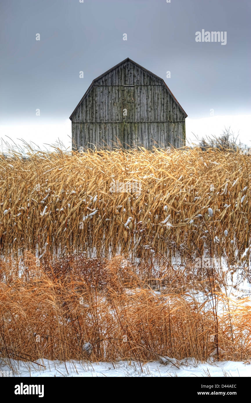 Corn cornstalks hi-res stock photography and images - Alamy