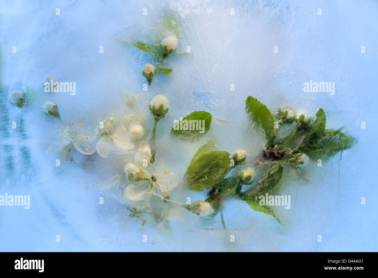Frozen beautiful cherry flower. blossoms in the ice cube Stock Photo ...
