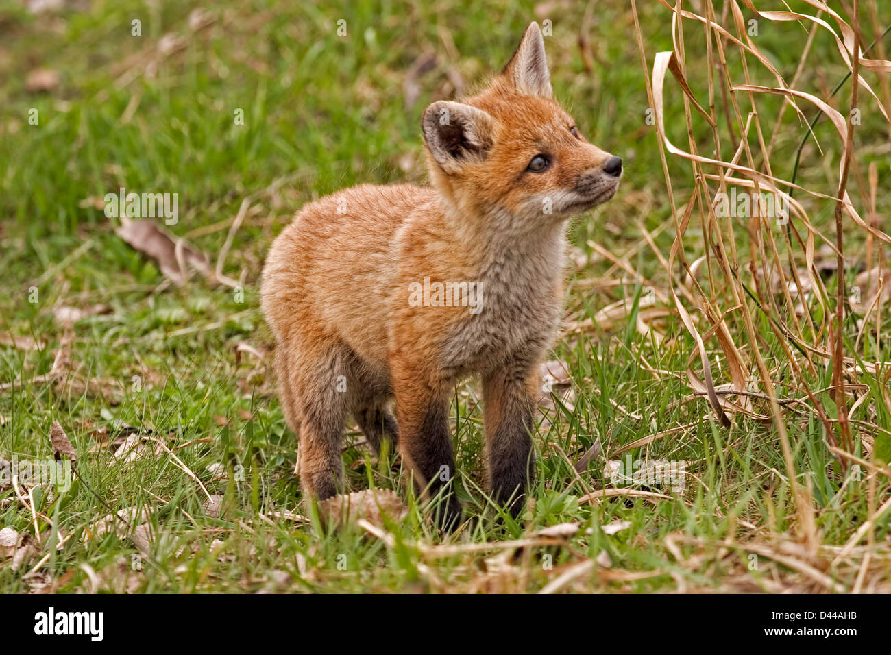 A young Red Fox, Vulpes vulpes Stock Photo - Alamy