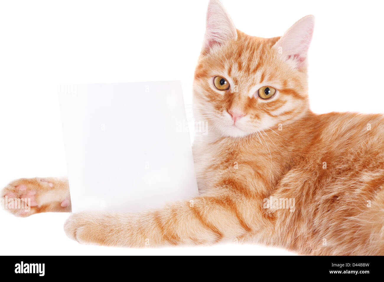 Ginger cat with a white sheet Stock Photo - Alamy