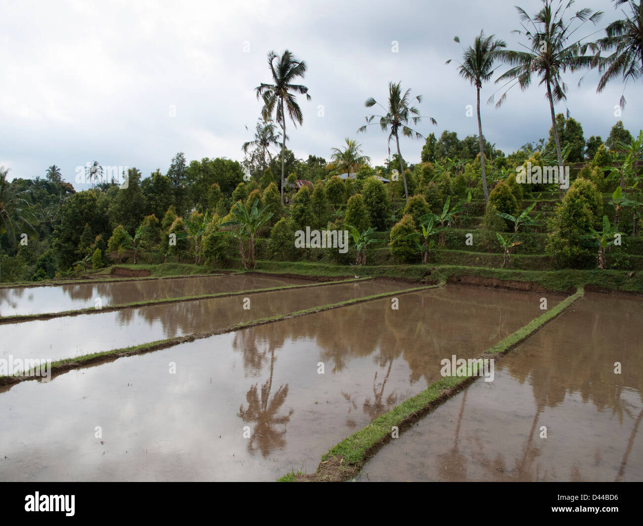 Paddy fields in Bali, Indonesia Stock Photo - Alamy