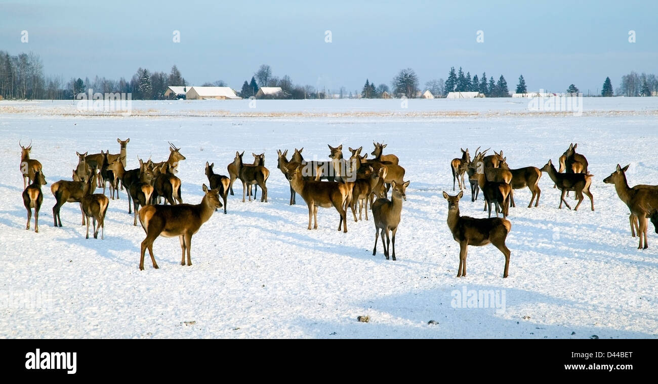 A deer herd in fields in winter Stock Photo - Alamy